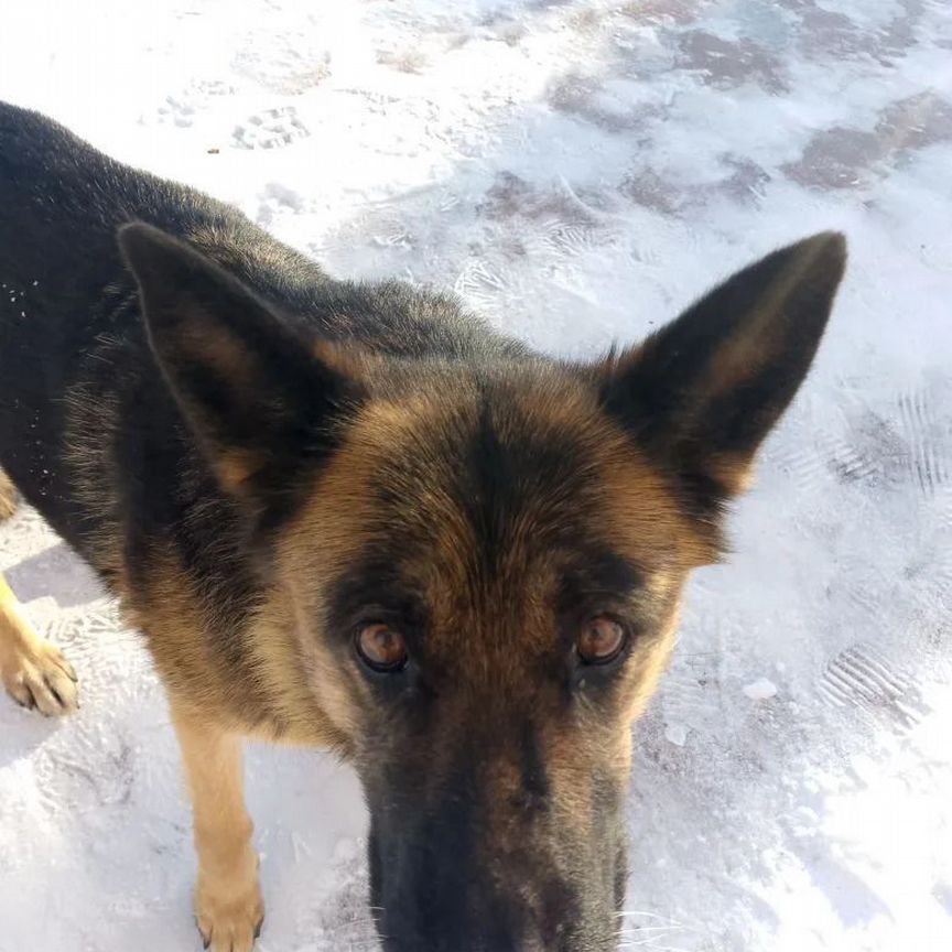 Немецкая овчарка, взрослая собака