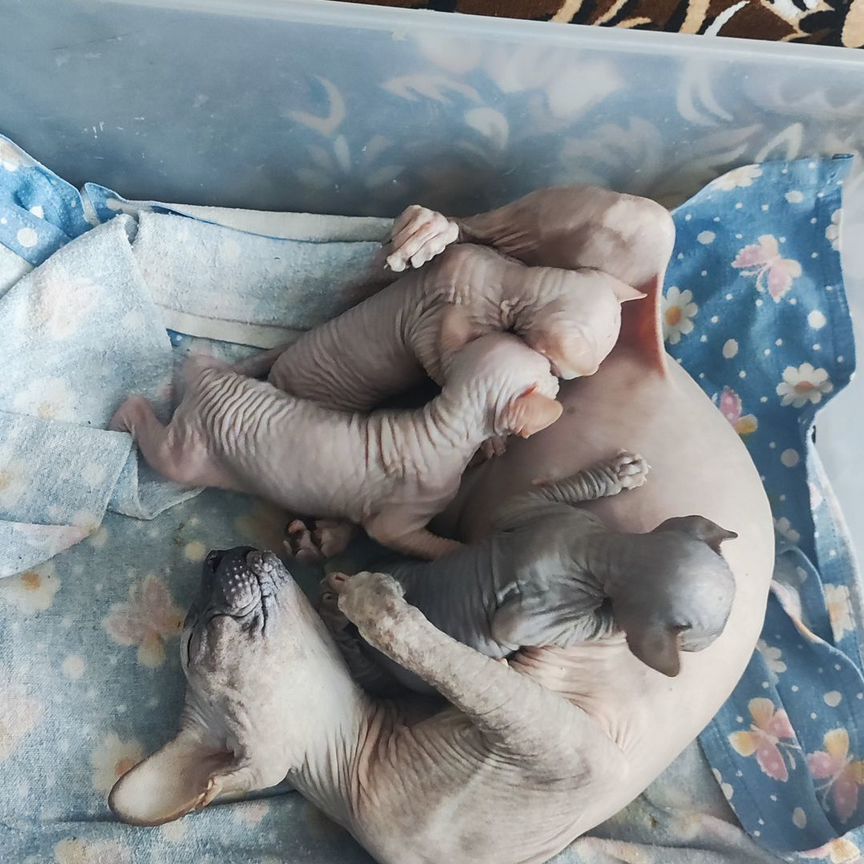 Канадский сфинкс