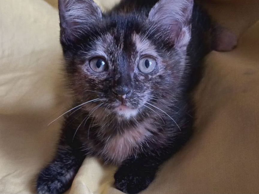 Ласковая девочка 2.5 мес