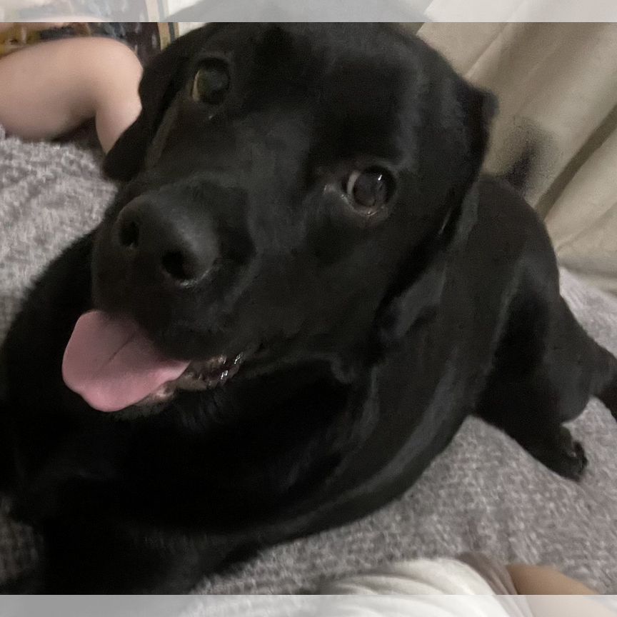 Лабрадор-ретривер, взрослый пёс