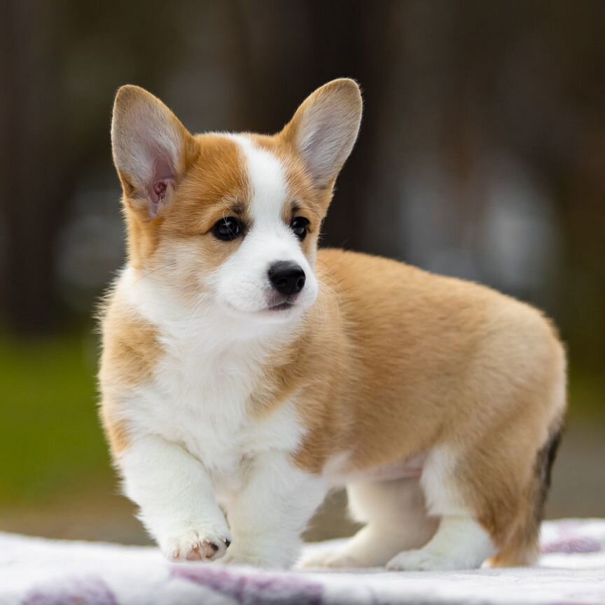 Щенок корги пемброк
