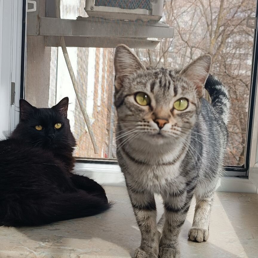 Кошечка и кот в хорошие руки