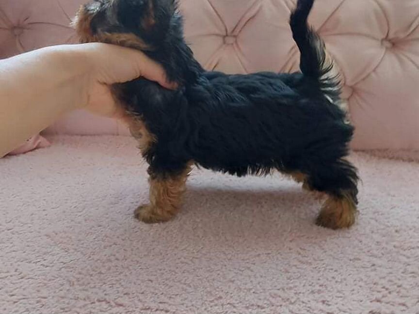 Бебифейс Йорики РКФ