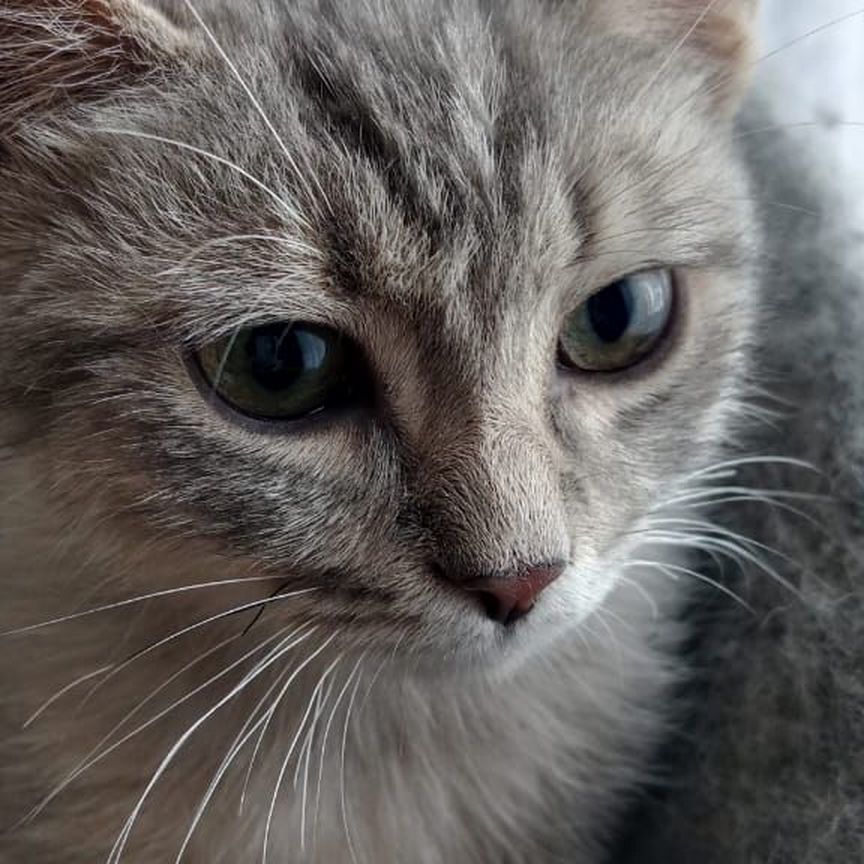 Котёнок