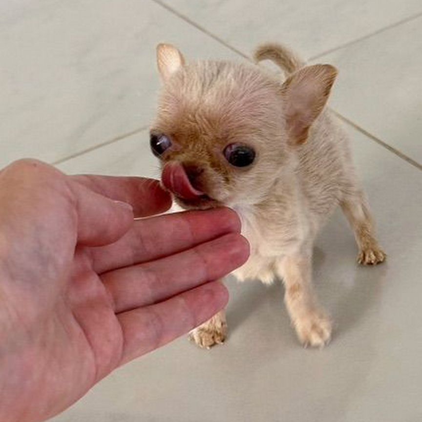 Экстро микро мальчик до 1кг