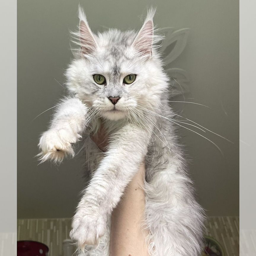 Мейн-кун девочка черепаховая сильное серебро