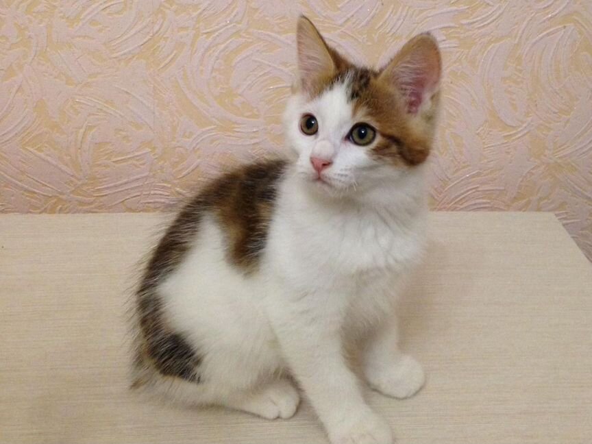 Котята курильский бобтейл