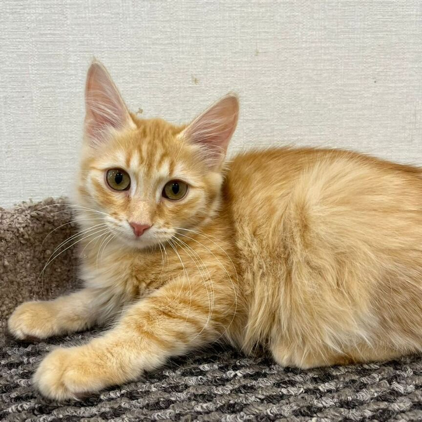 Котенок рыжий привитый красавчик