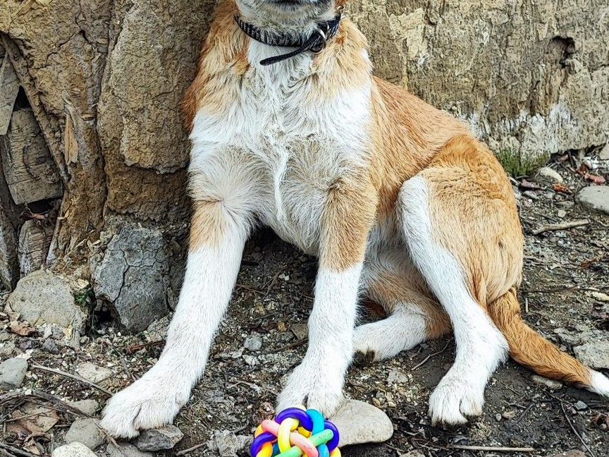 Рыжая очаровашка в поисках хозяина