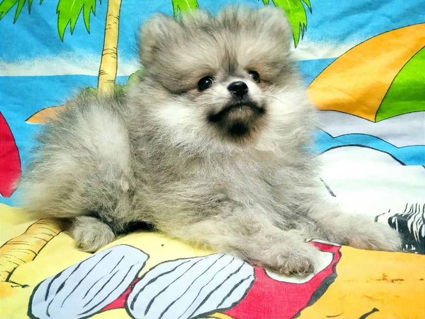 Померанский Мишка шпиц