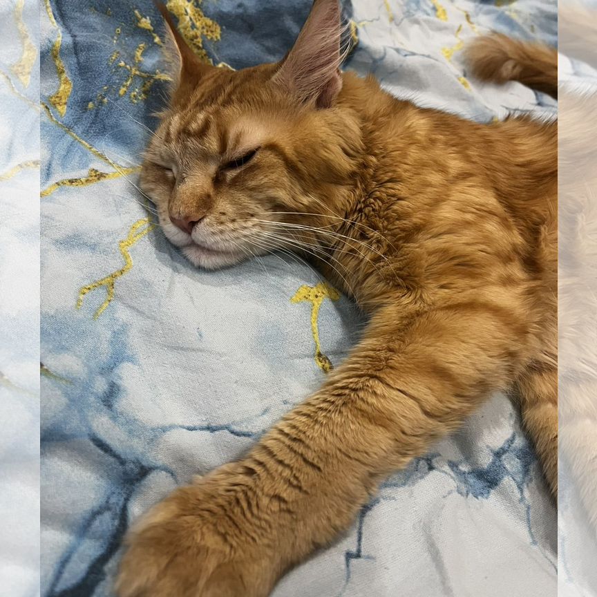 Мейн-кун, кот вязка