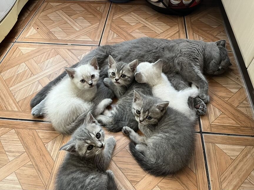 Шотландские котята