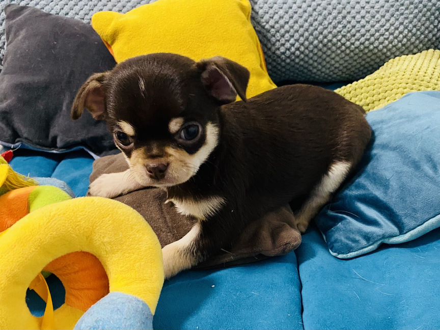 Шоколадка -Барни