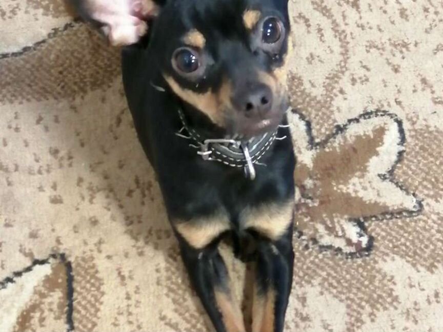 Мини той-терьер щенки бронь