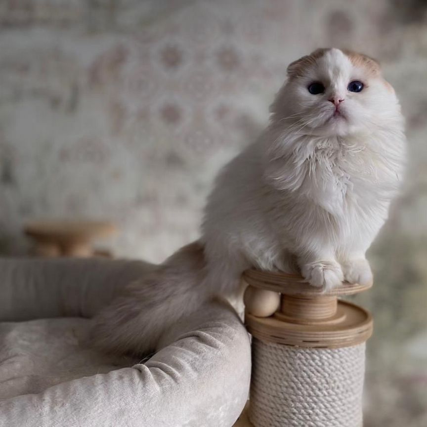 Малышка манчкин