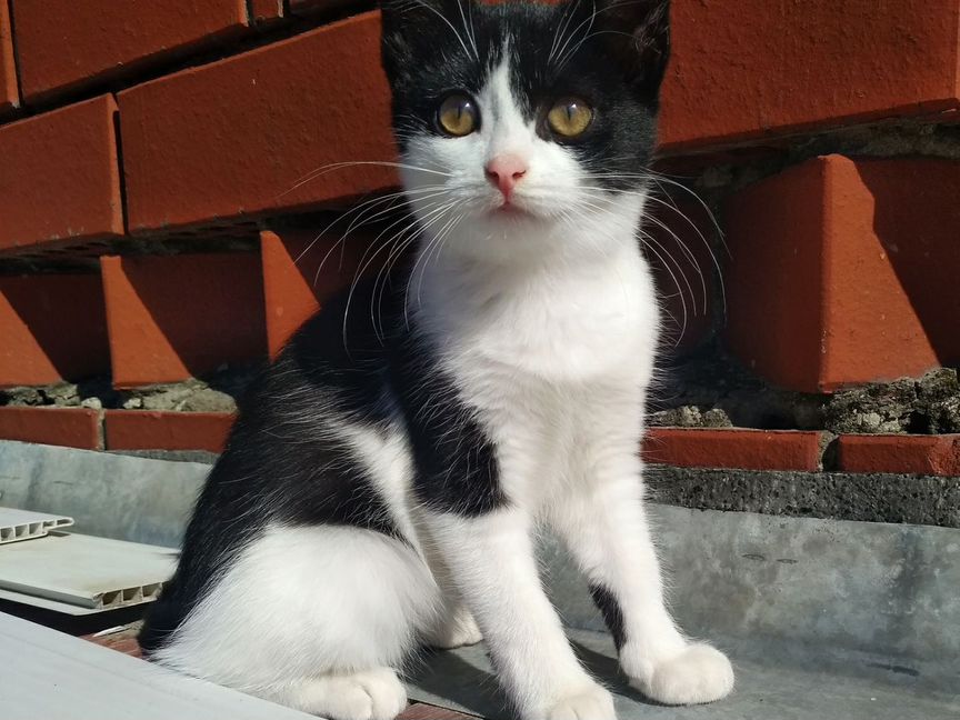 Котенок 3 мес девочка