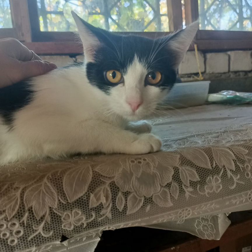 Котенок привитая девочка очень нужен дом