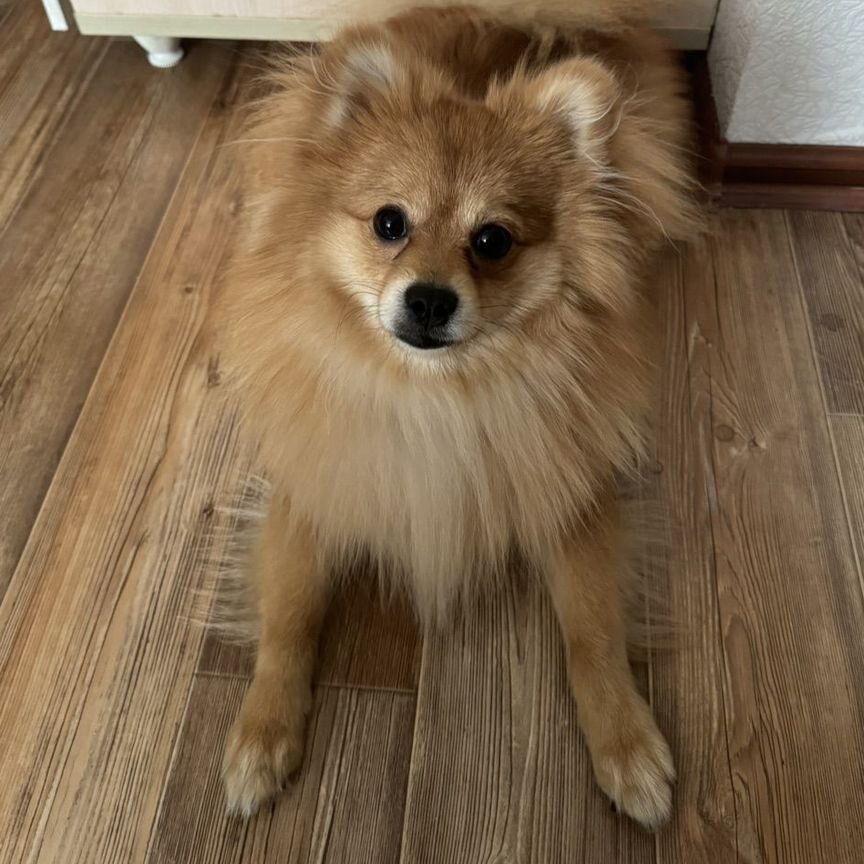 Немецкий шпиц