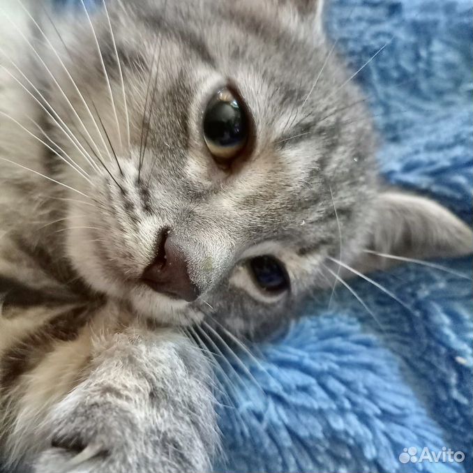 Котёнкок Максимка. 3 месяца