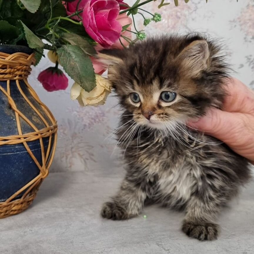 Кинкалоу котёнок