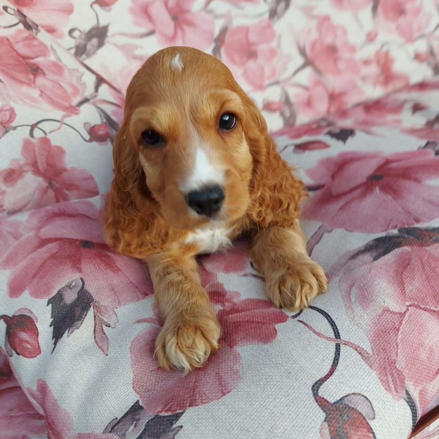 Английский кокер спаниель девочки