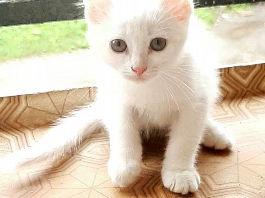 Котенок, мальчик, Турецкая ангора