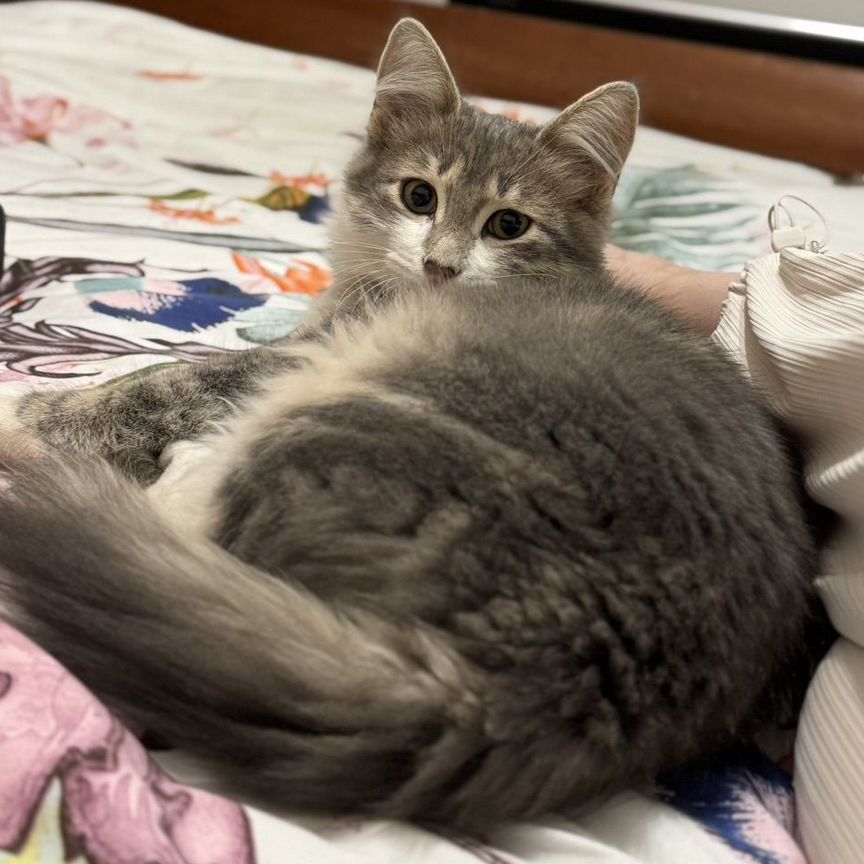 Ласковый котенок ищет дом