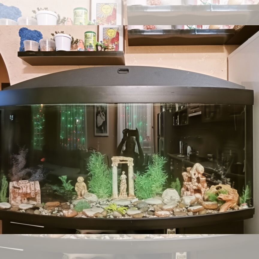 Панорамный аквариум с тумбой 600 литров