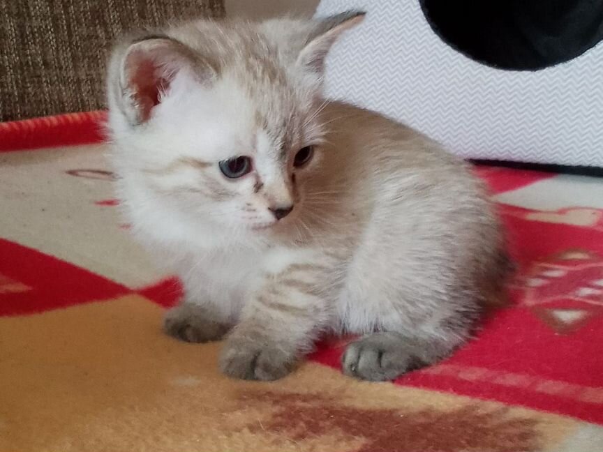 Меконгский бобтейл