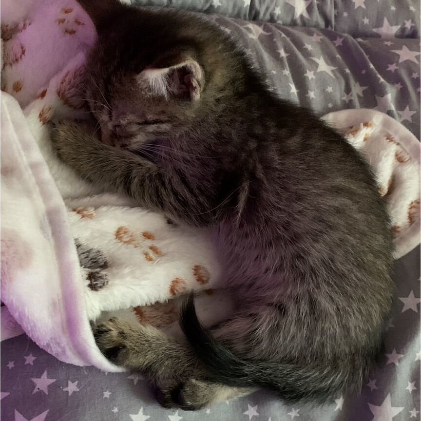 Котенок Муся
