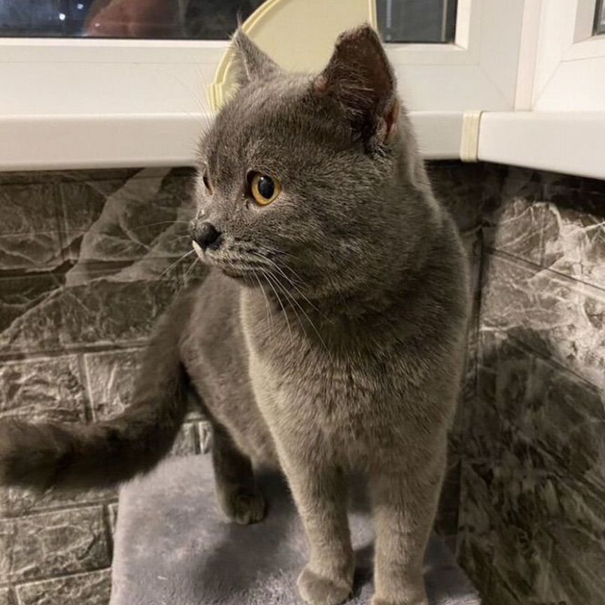 Помогите котику