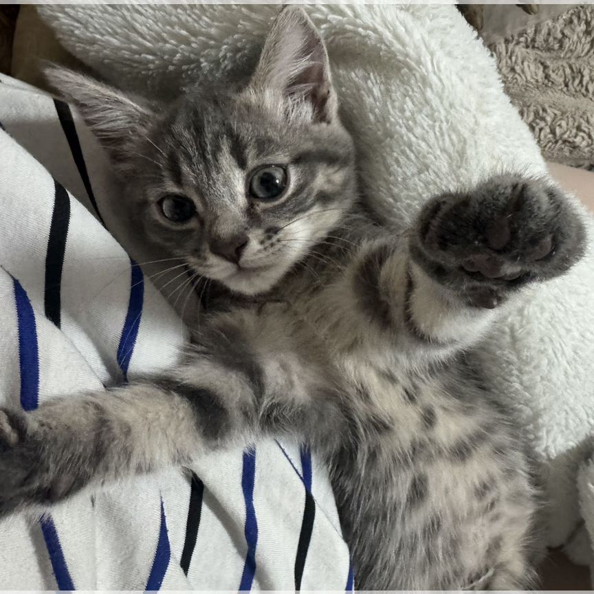 Котёнок в добрые руки