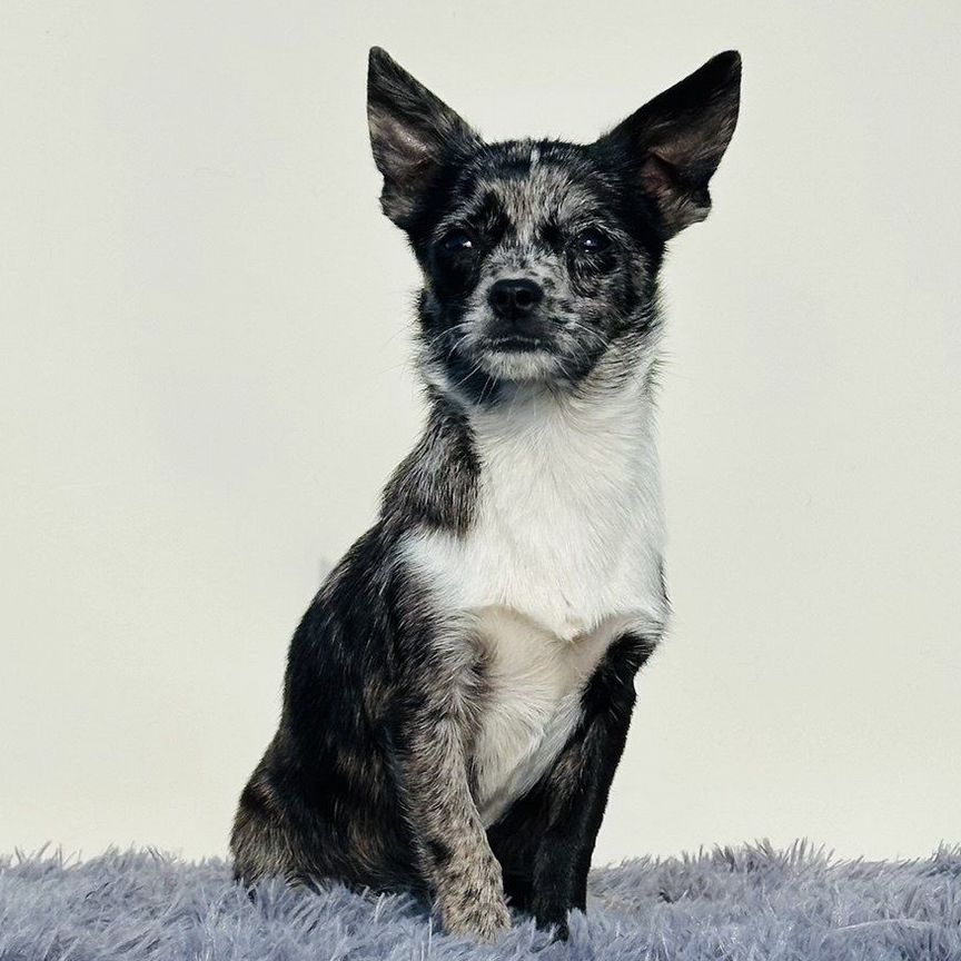 Чихуахуа, щенок