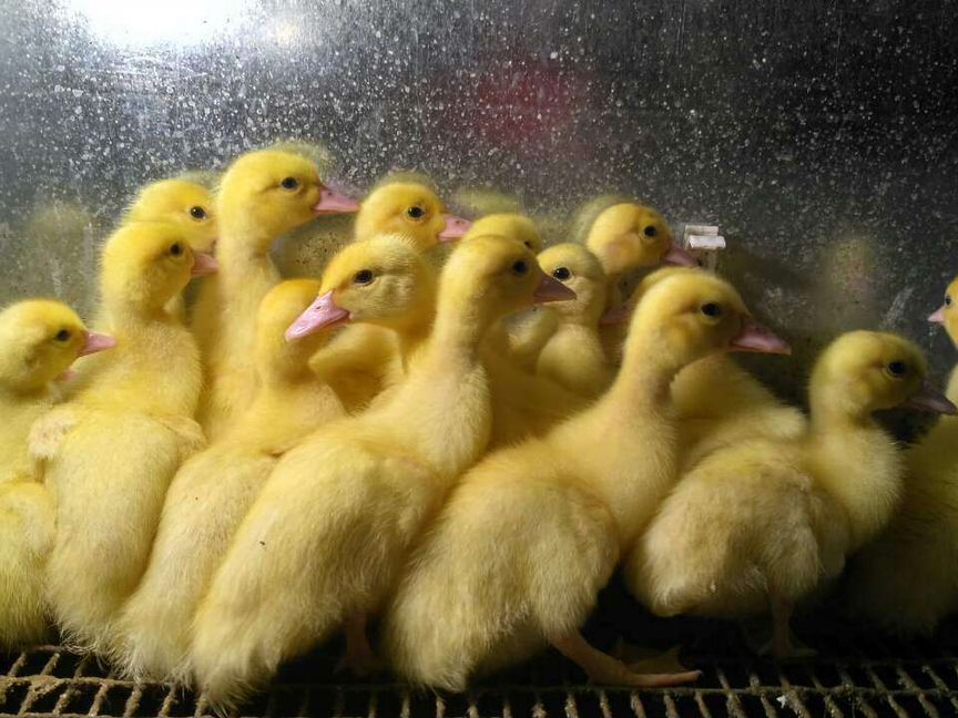 Утята индоутки