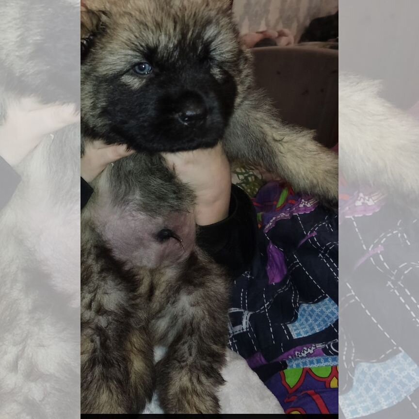 Щенок кавказец