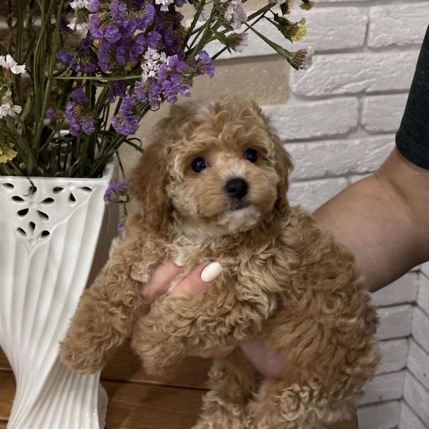 Малышка дизайнерской породы мальтипу maltipoo