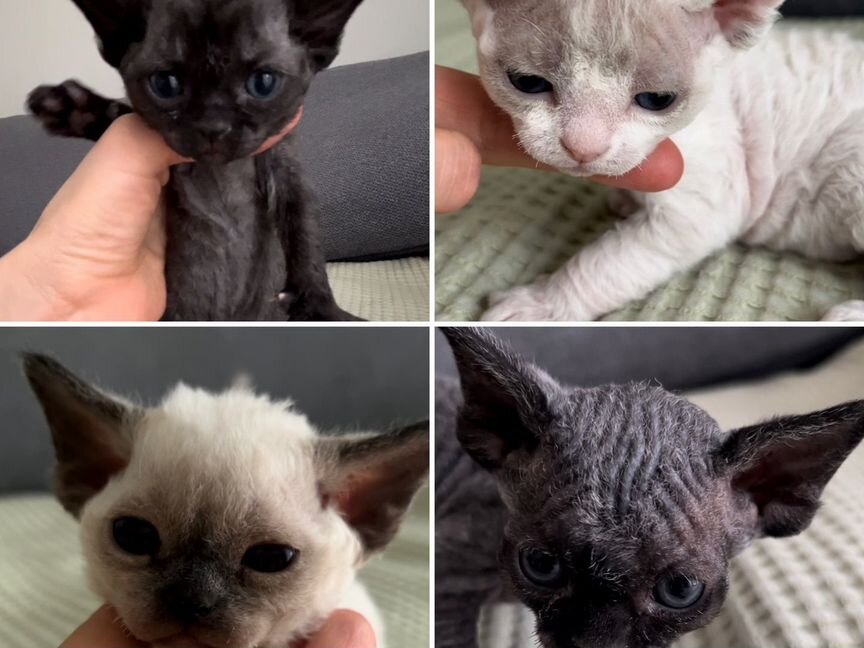 Девон-рекс котята