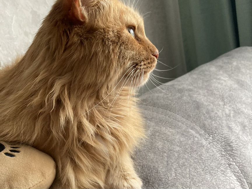 Рыжий кот