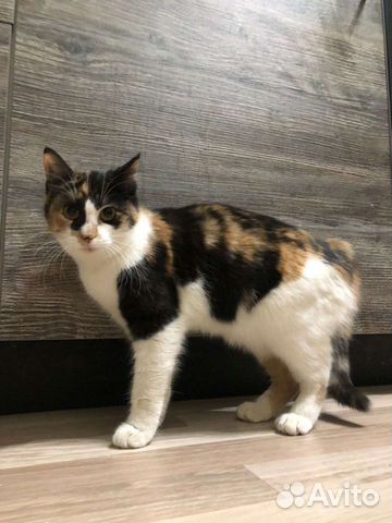 Кошка молодая, 7 мес