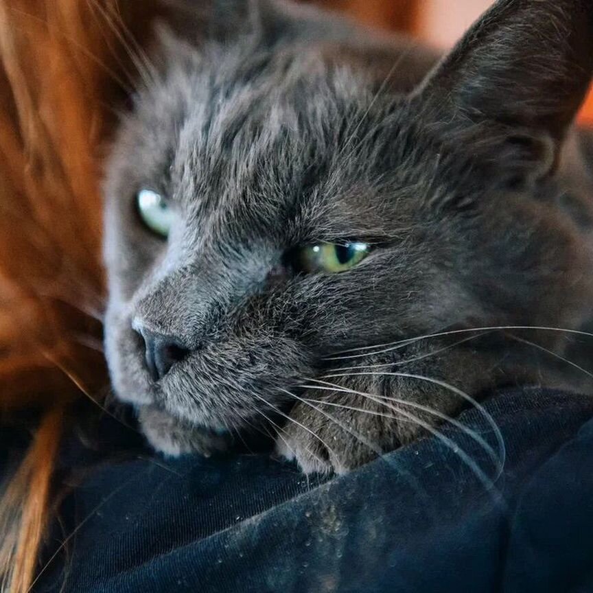 Котик Шерлок из приюта бесплатно в добрые руки