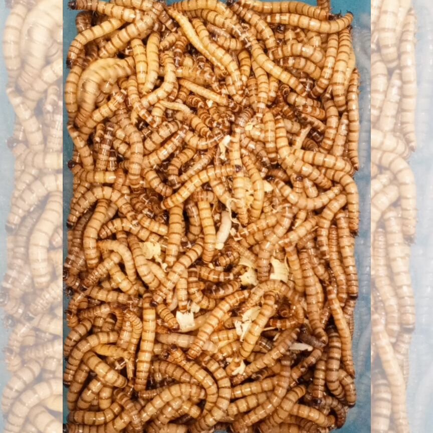 Зофобас живой