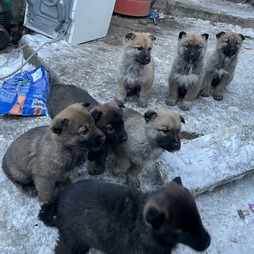 Восточноевропейская овчарка, щенок