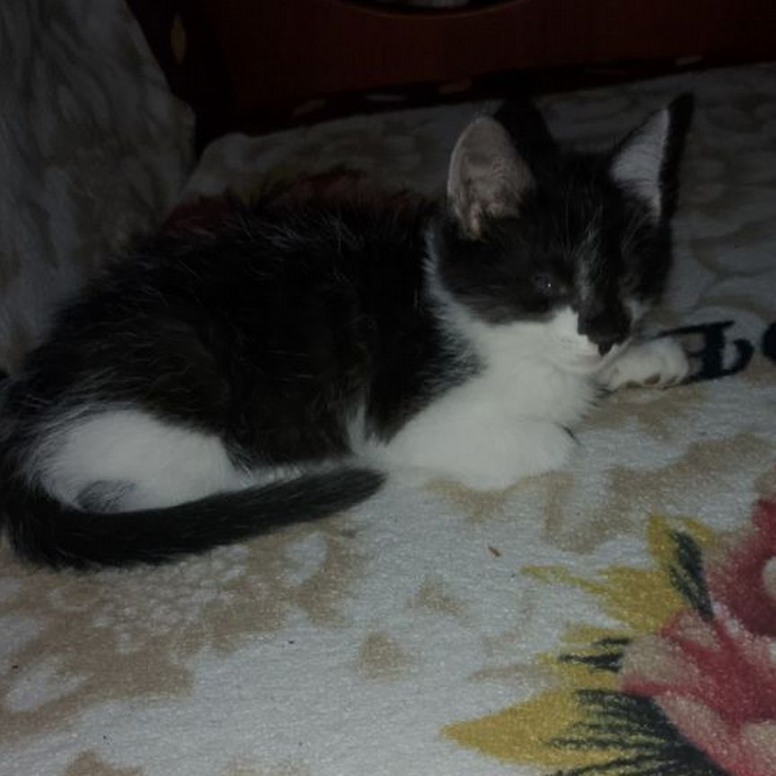 Котёнок в добрые руки