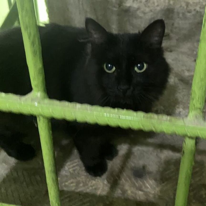 Кошка в добрые руки