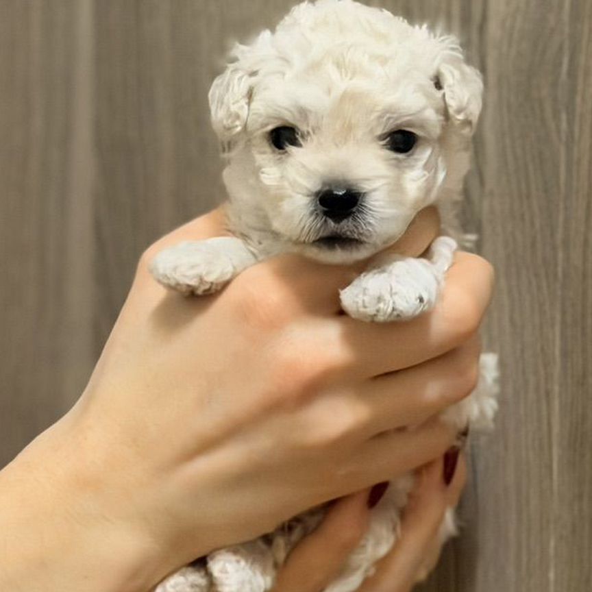 Той-пудель, щенок