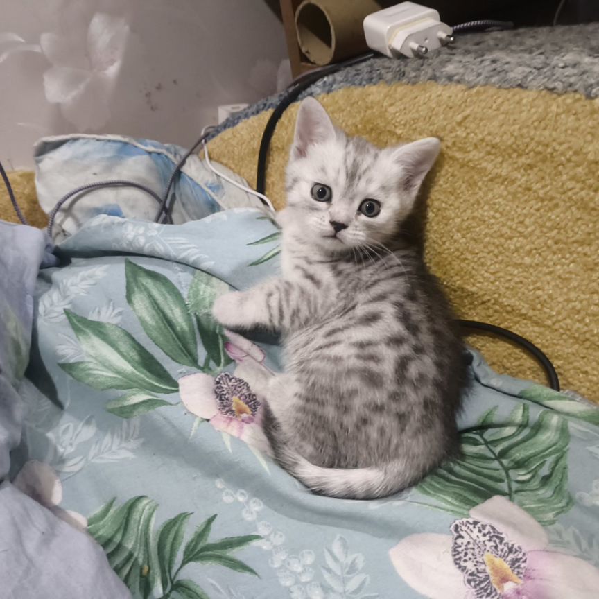 Шотландские прямоухие котята