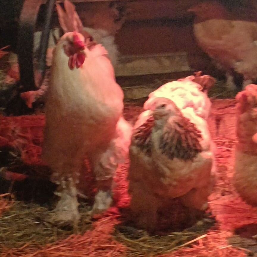 Цыплята породы Брама колумбийская и палевая