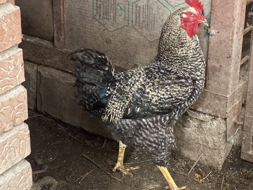 Петух Бронь