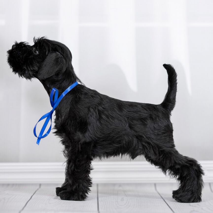 Цвергшнауцер, щенок