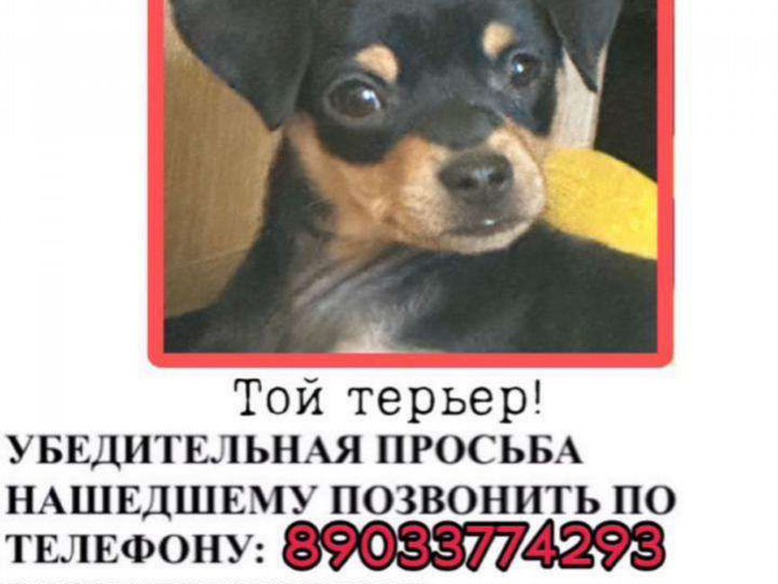 Потерялся щенок, той-терьер